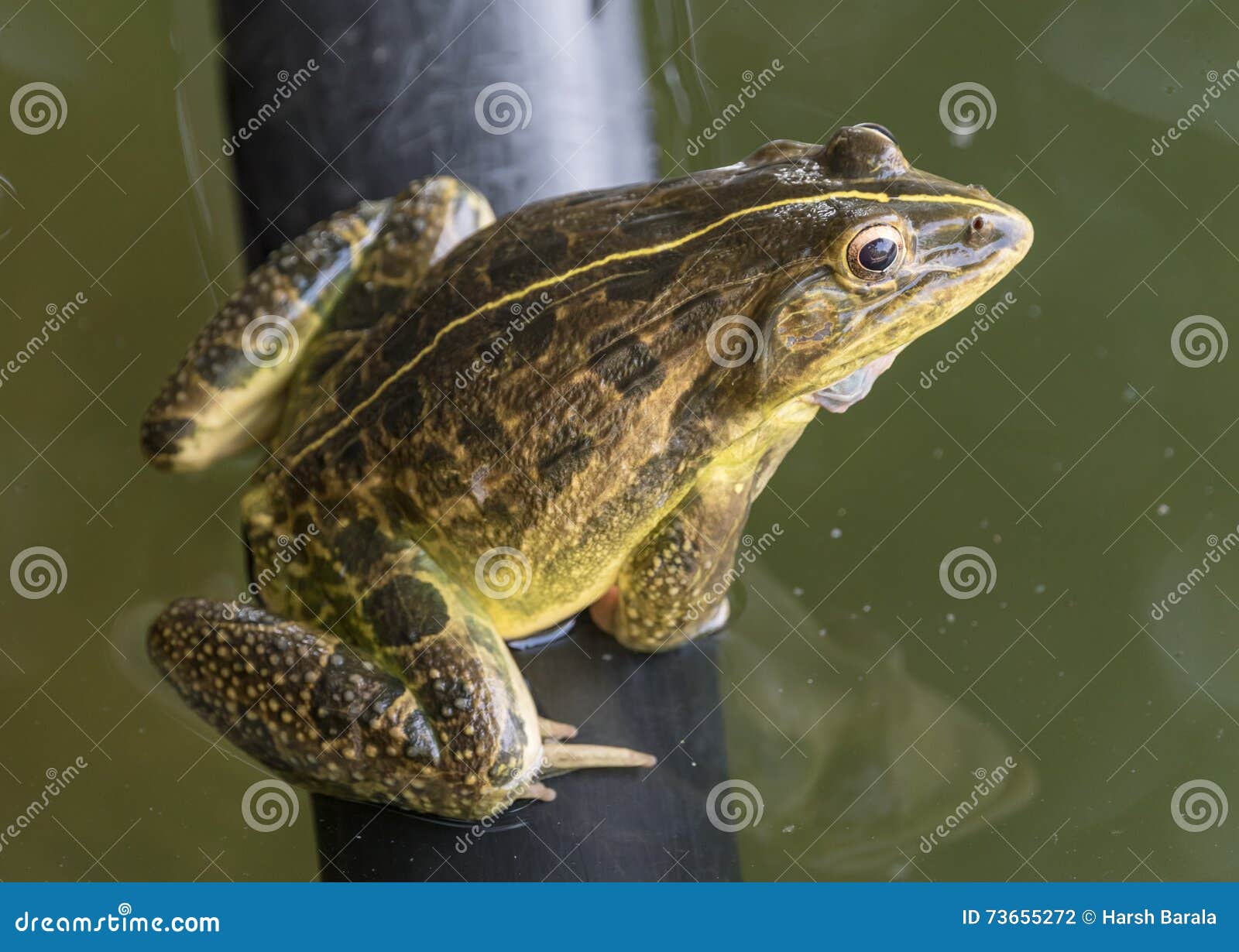 Isolated frog stock photo. Image of jump, cute, concept - 73655272