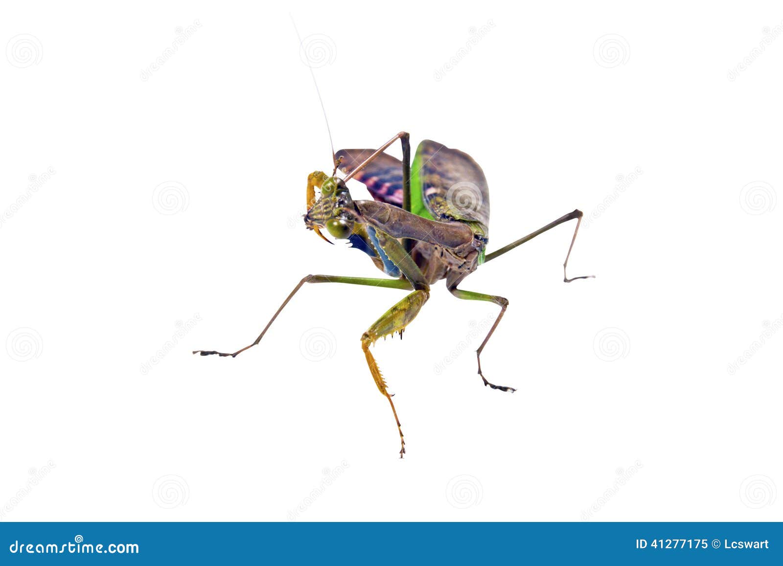 Isolated Front View of Multi-colored Praying Mantis Stock Image - Image ...
