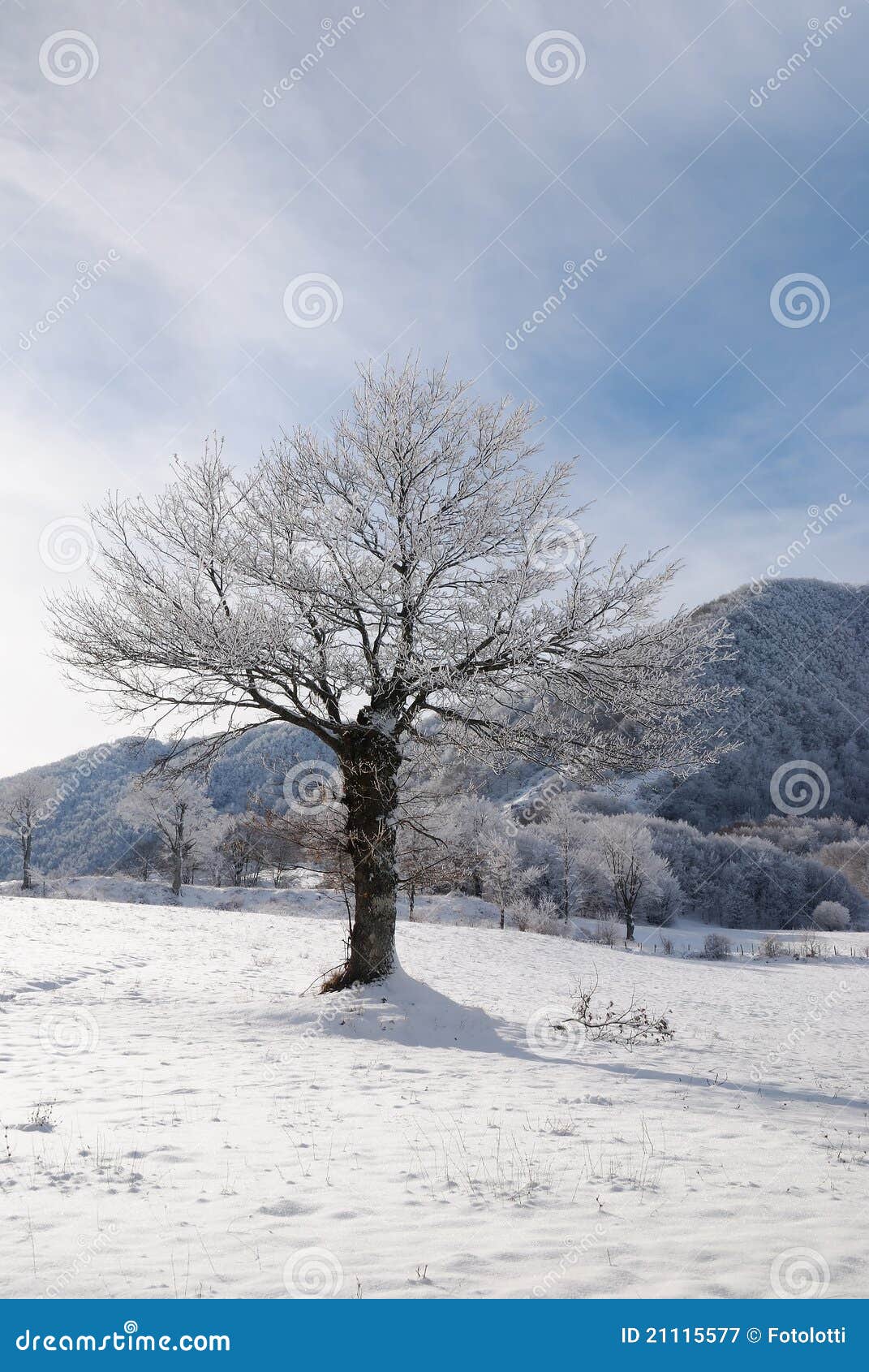 Isolated frozen tree stock image. Image of light, frosty - 21115577