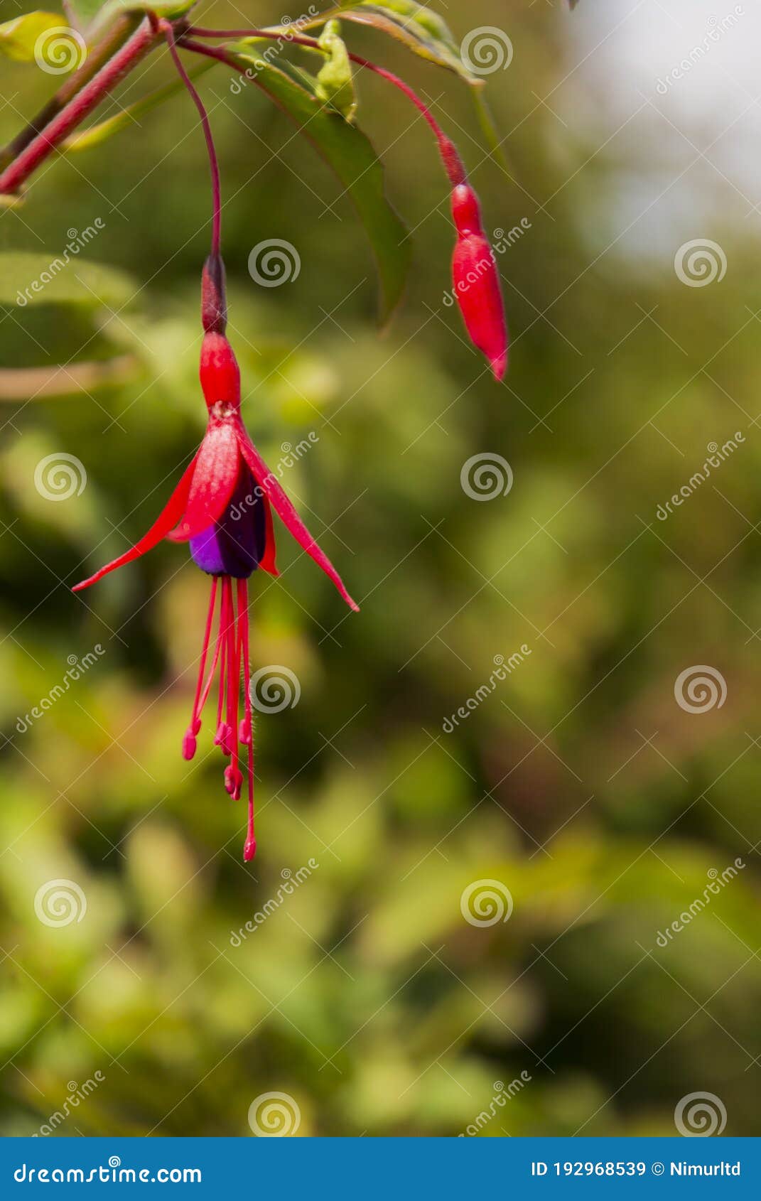 Isolated fuchsia flower stock image. Image of display - 192968539