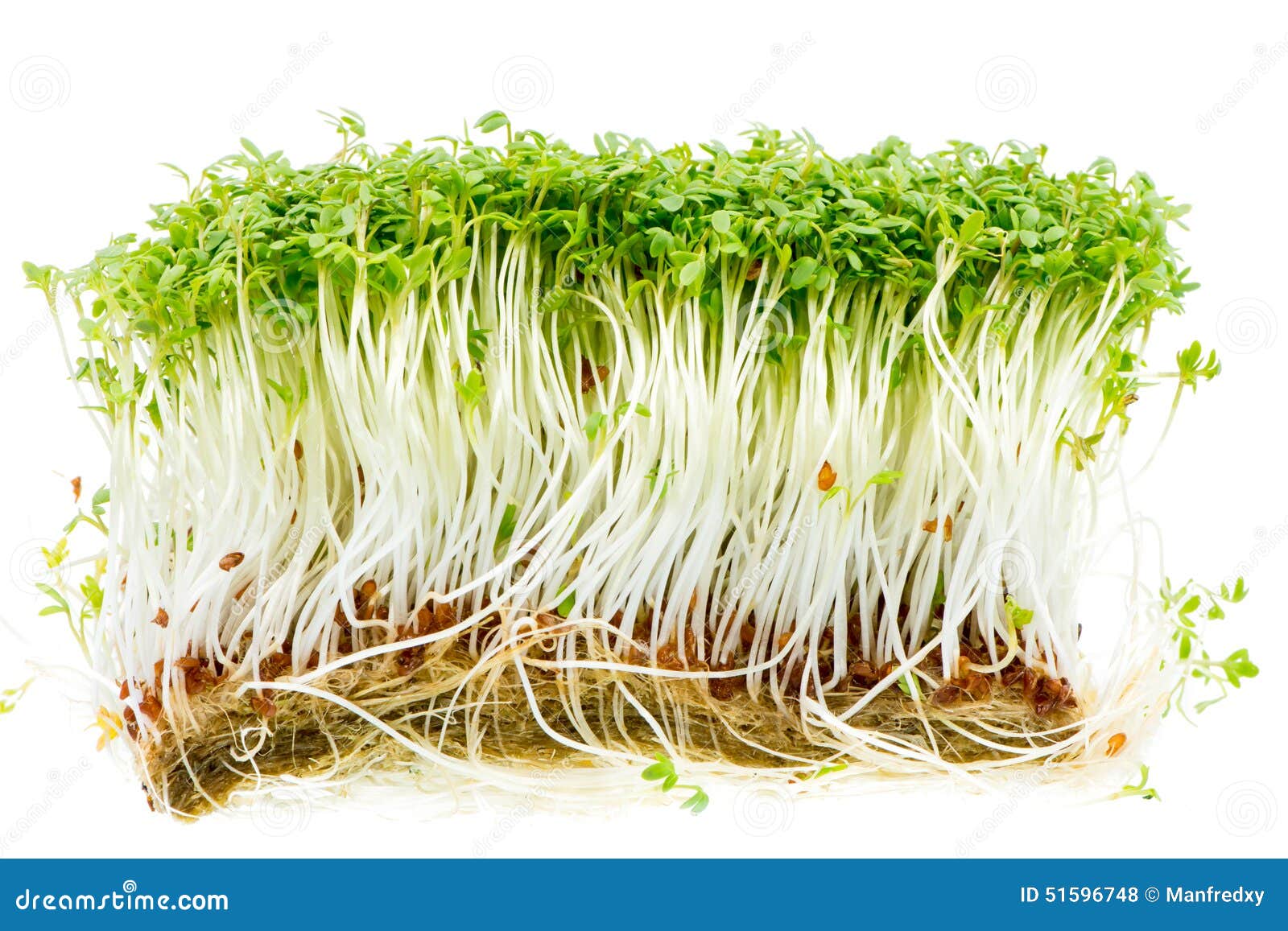 Isolated Garden Cress Sprouts Stock Photo - Image of leaf, herbal: 51596748