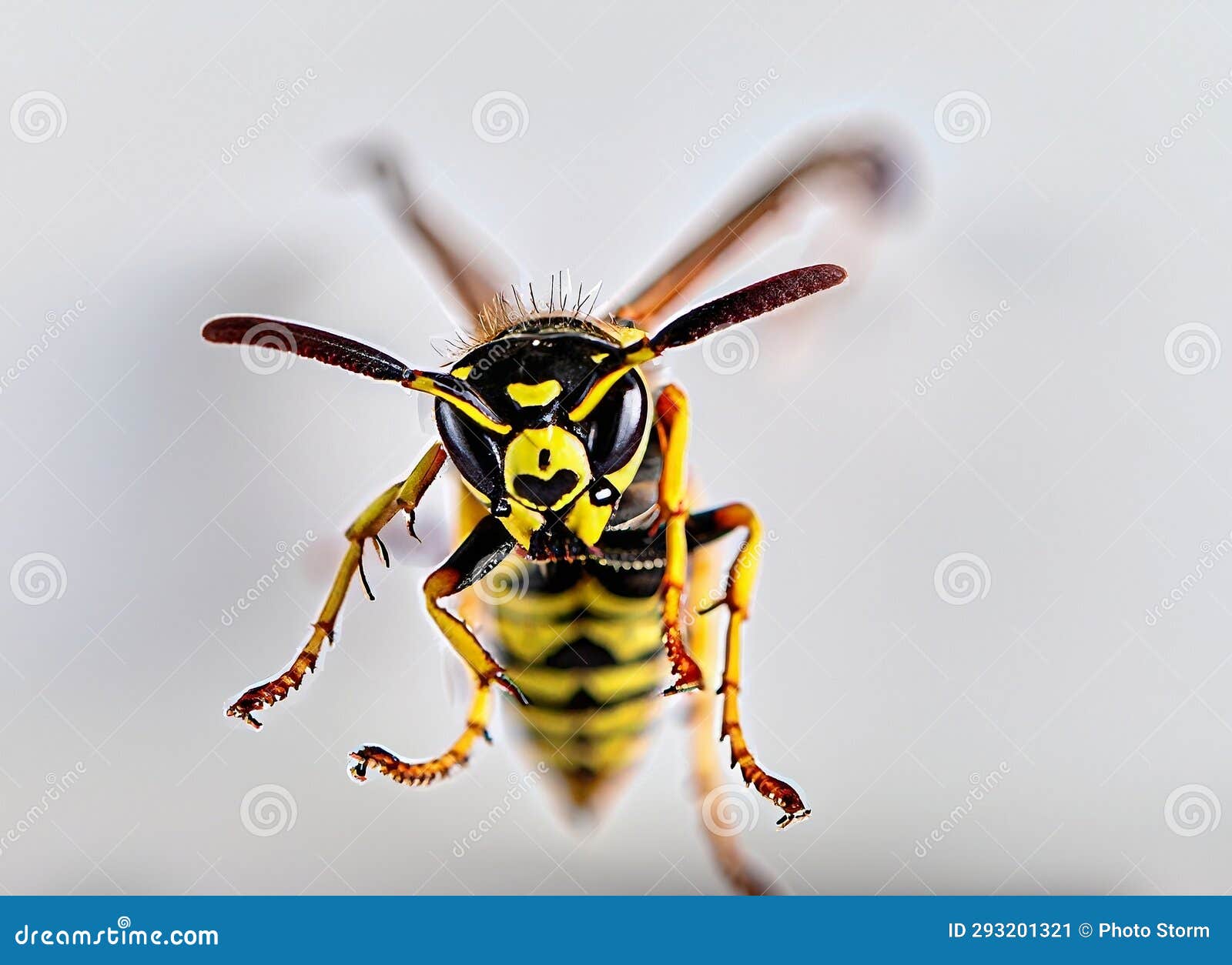 Isolated German Wasp on White Background Stock Illustration ...