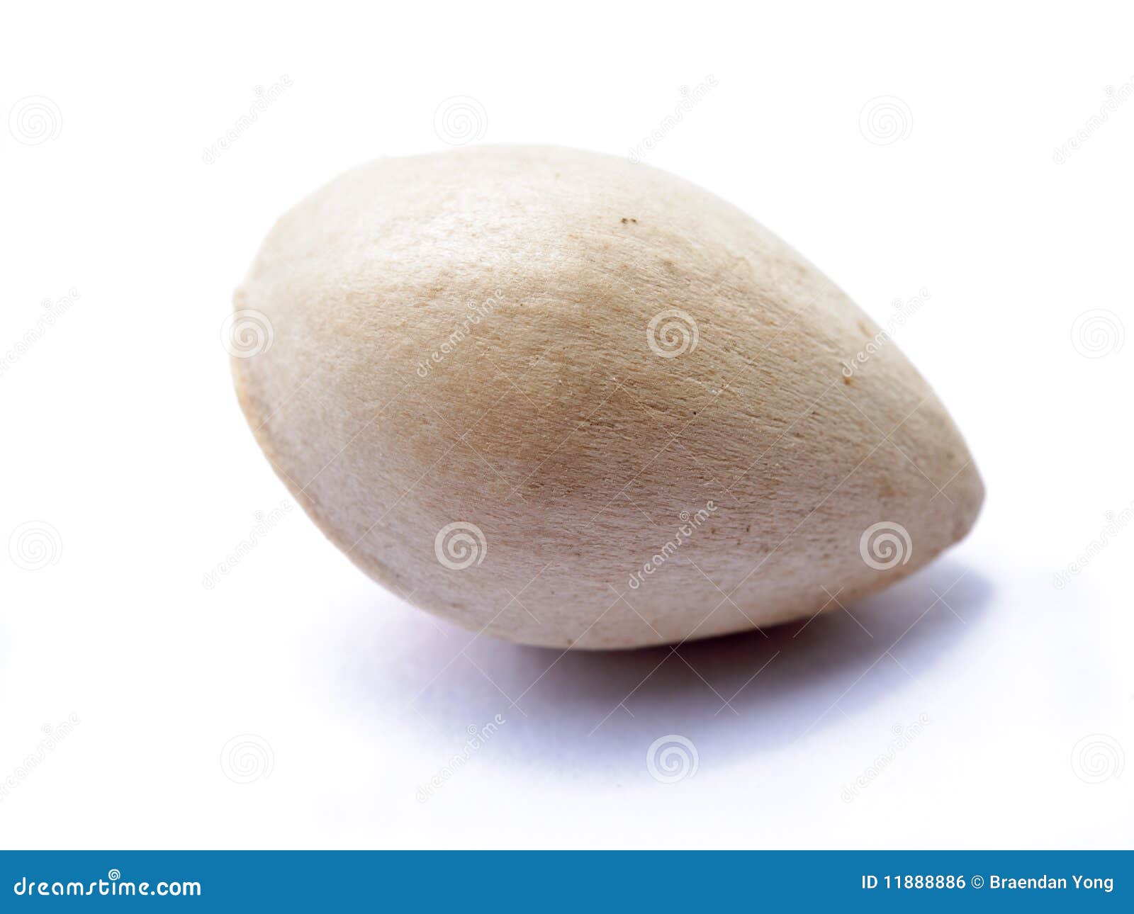 Isolated ginko seed stock photo. Image of closeup, biloba - 11888886