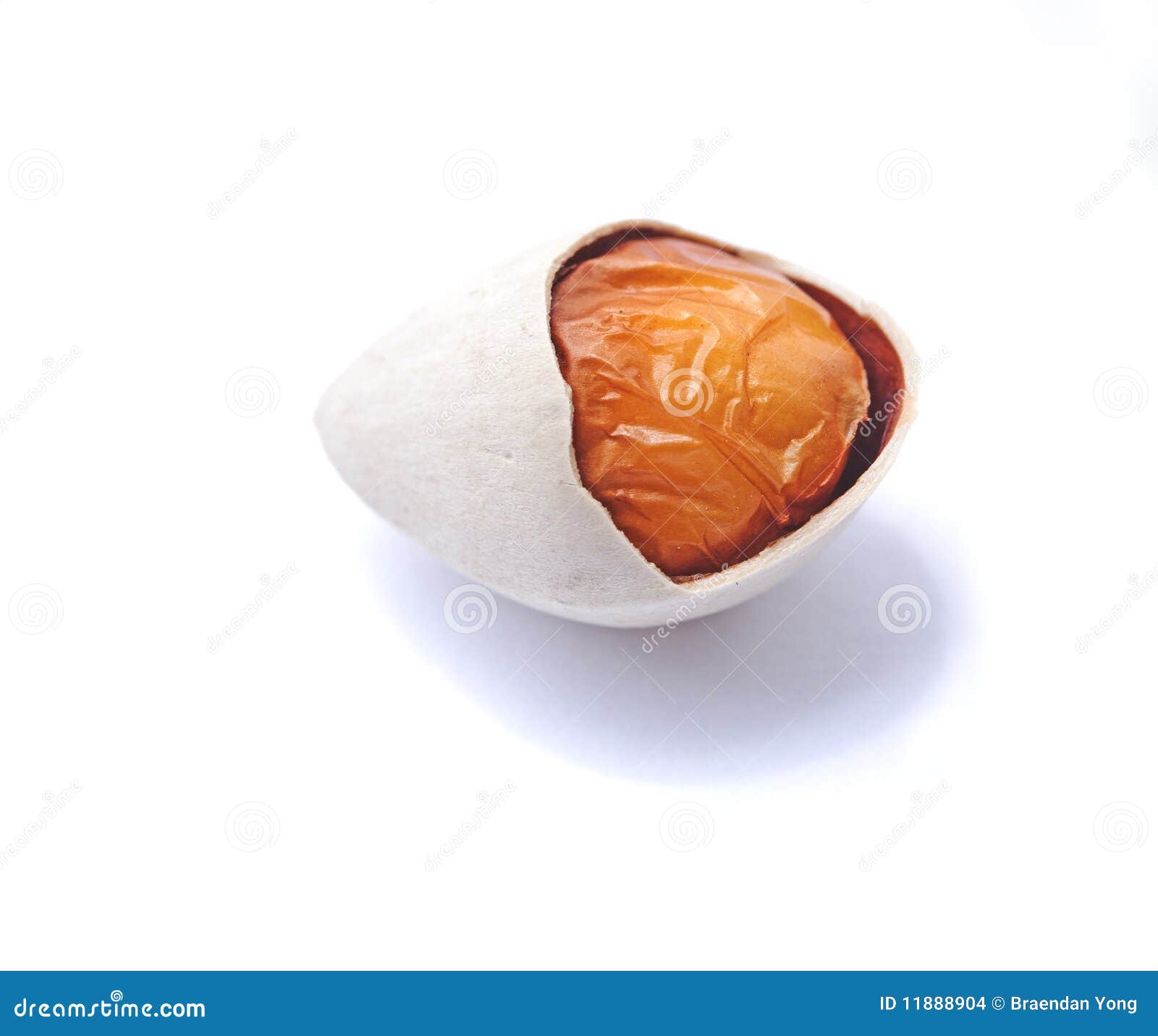 Isolated ginko seed 2 stock photo. Image of medicinal - 11888904