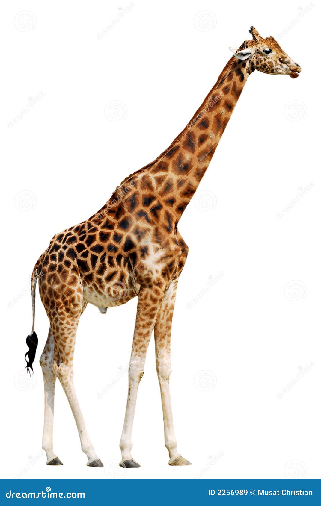 Isolated giraffe stock image. Image of male, brown, profile - 2256989