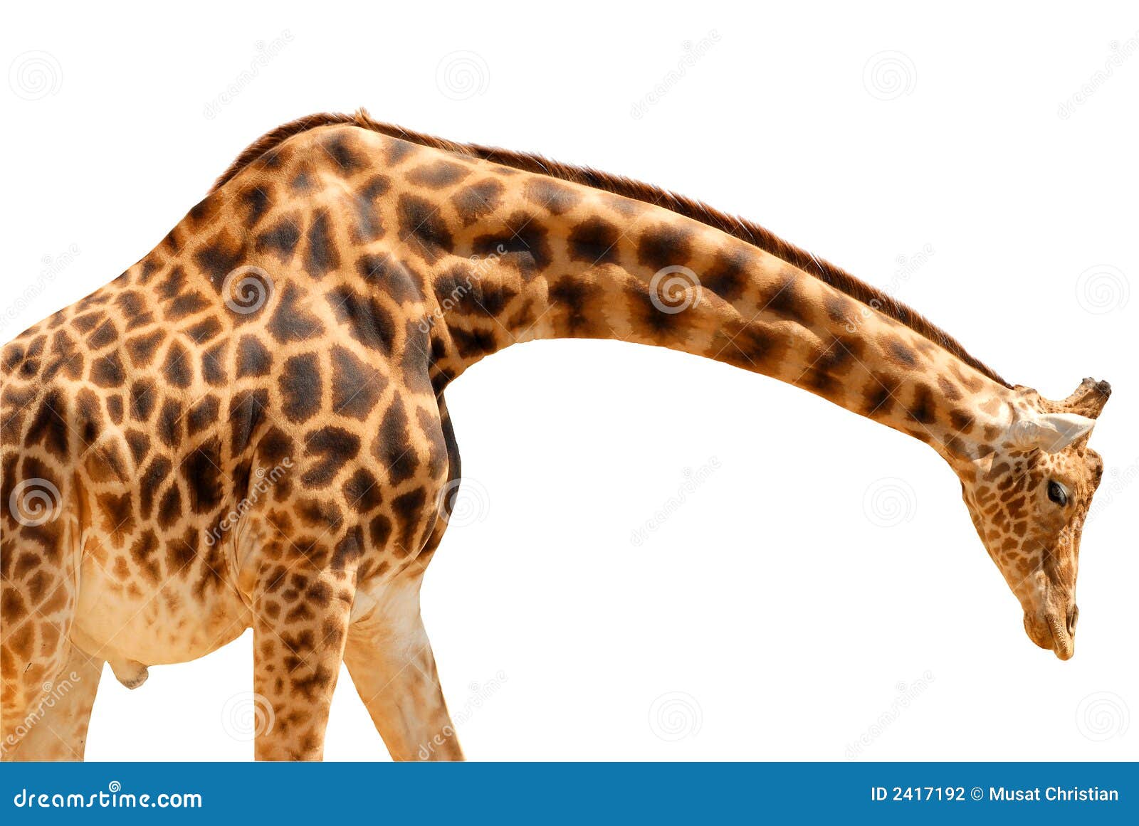 Isolated giraffe stock photo. Image of tall, mane, ungulate - 2417192