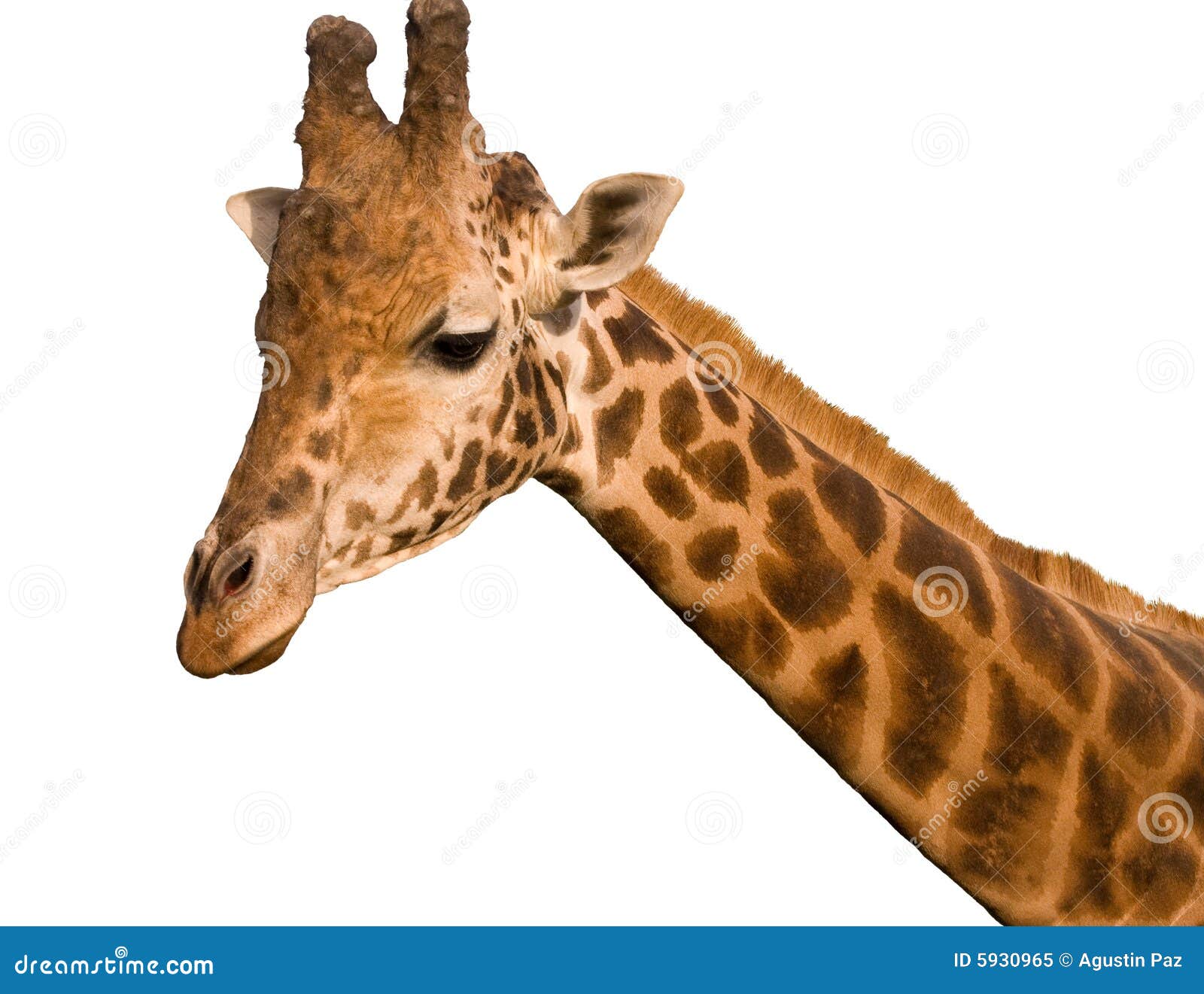 Isolated giraffe stock image. Image of wild, herbivore - 5930965