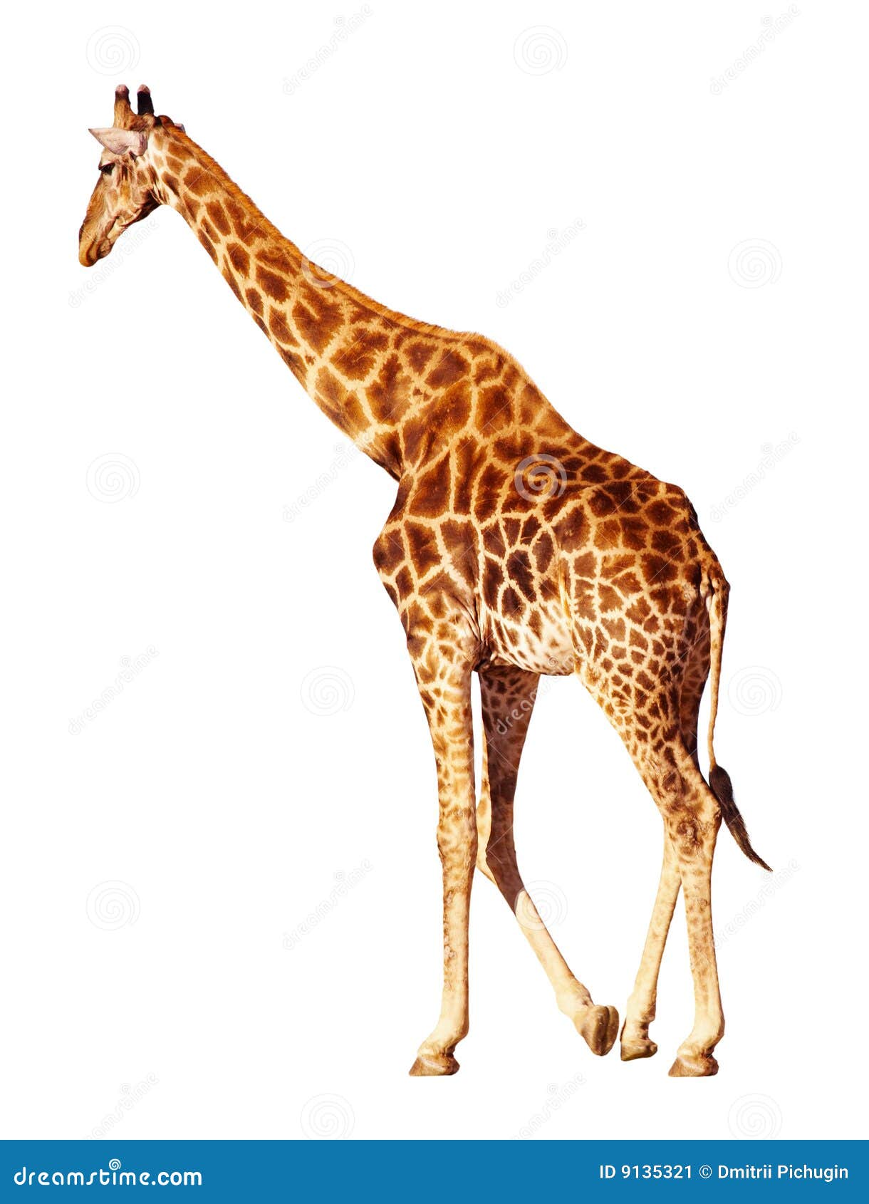 Isolated giraffe stock image. Image of white, neck, savanna - 9135321