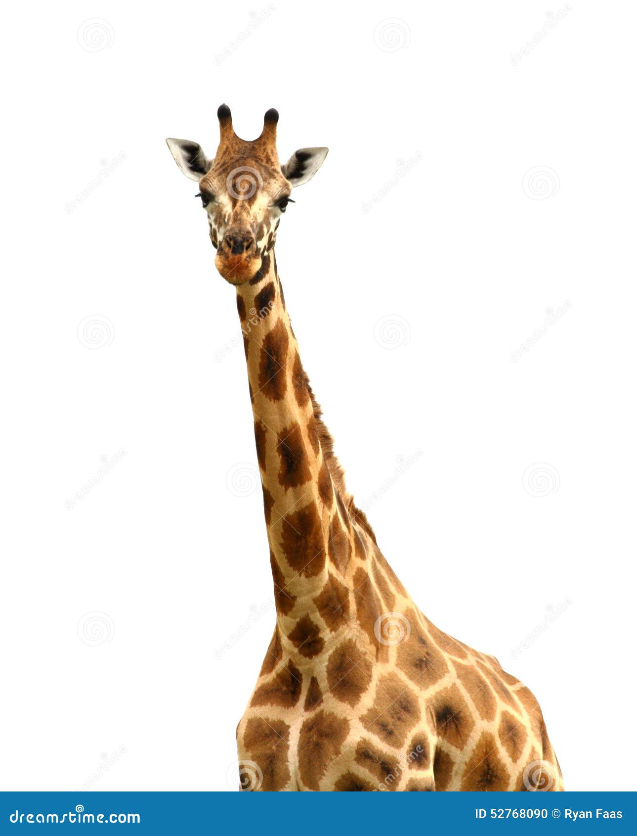 Isolated Giraffe Looking at Camera Stock Photo - Image of camouflage ...