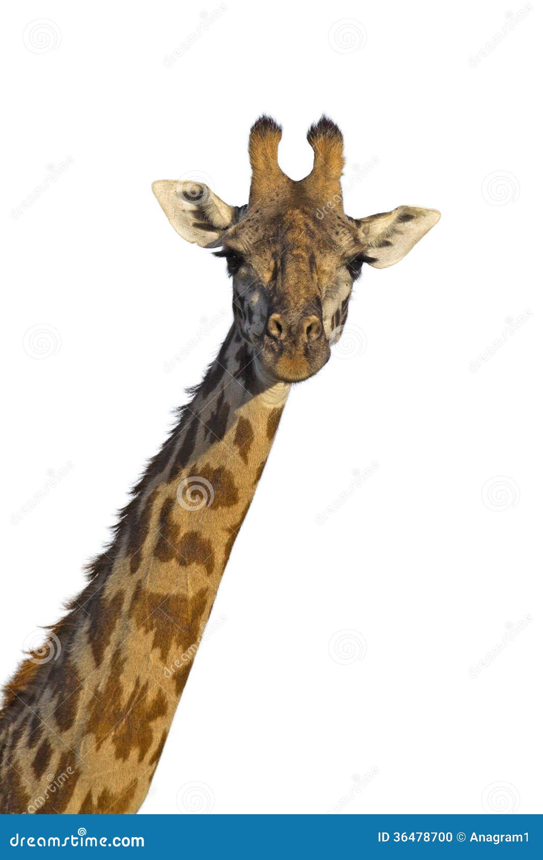 Isolated giraffe stock photo. Image of cute, background - 36478700