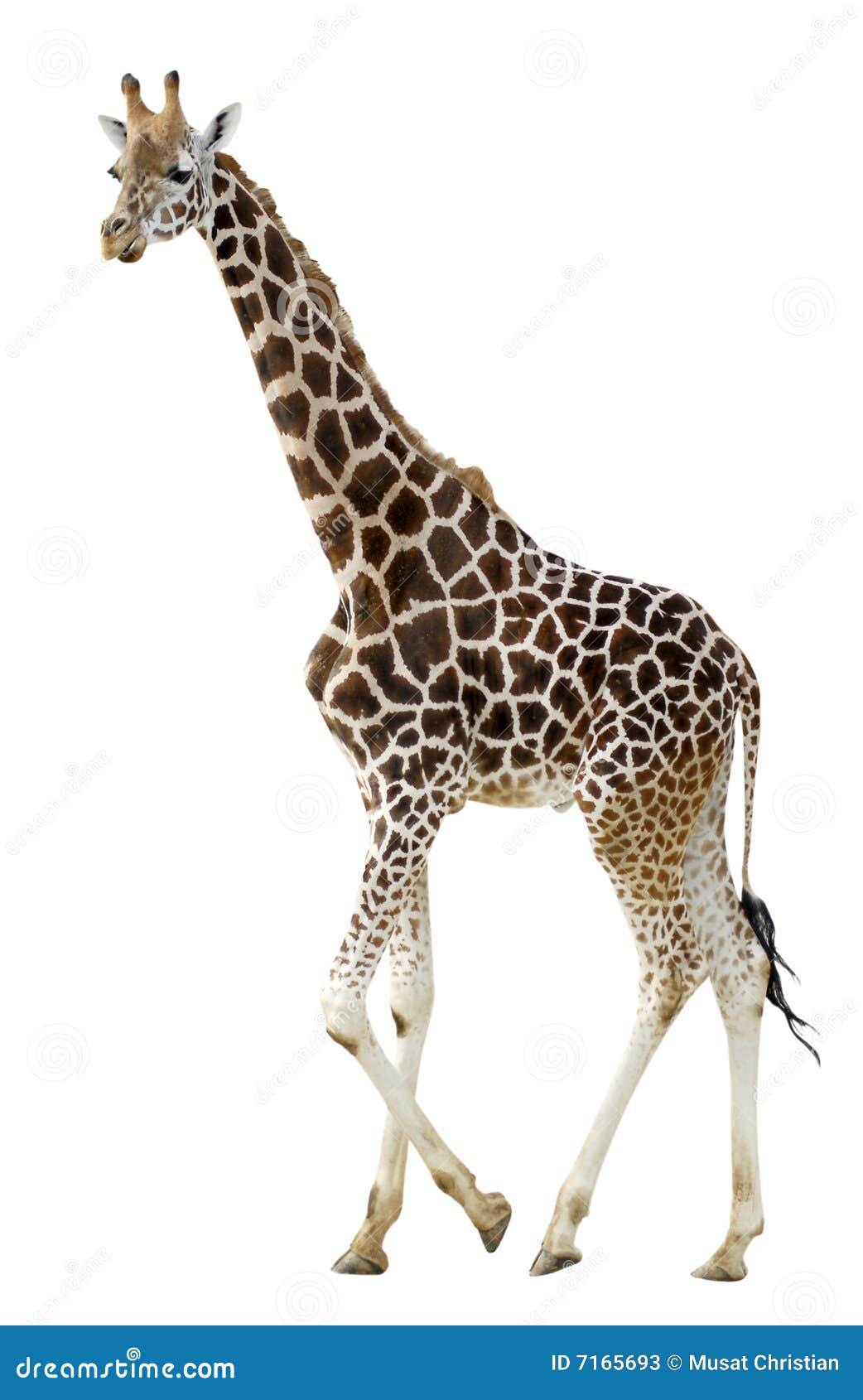 Isolated giraffe walking stock image. Image of herbivore - 7165693