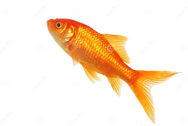 Isolated Gold Fish stock photo. Image of golden, underwater - 12873748