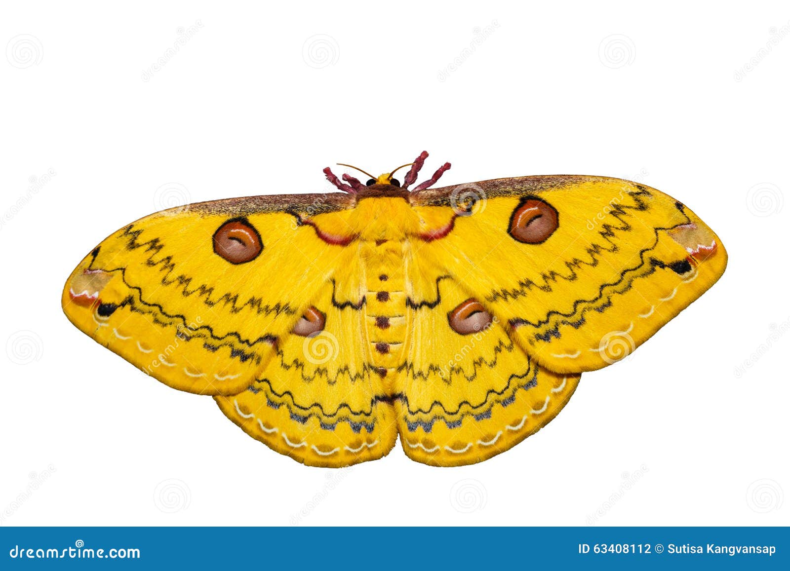 Isolated Golden Emperor Moth Stock Photo - Image of eyes, brown: 63408112