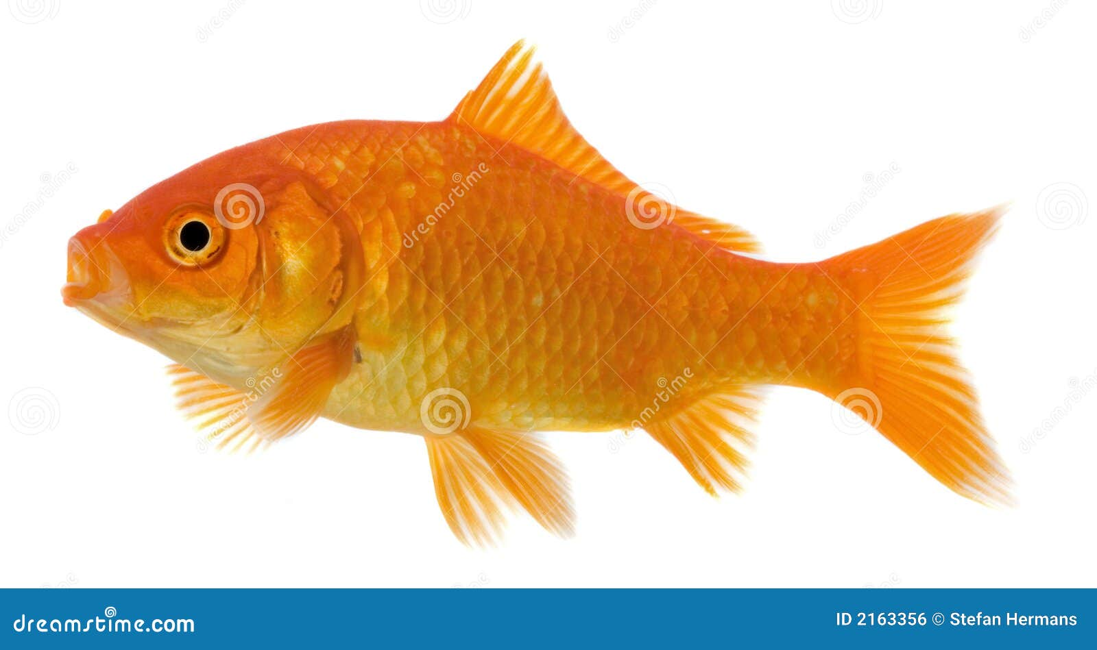 Goldfish Hd