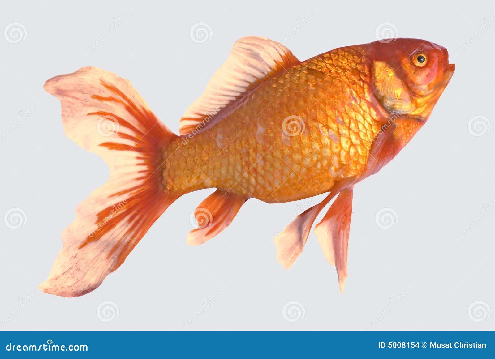 Isolated goldfish stock photo. Image of head, detail, operculum - 5008154