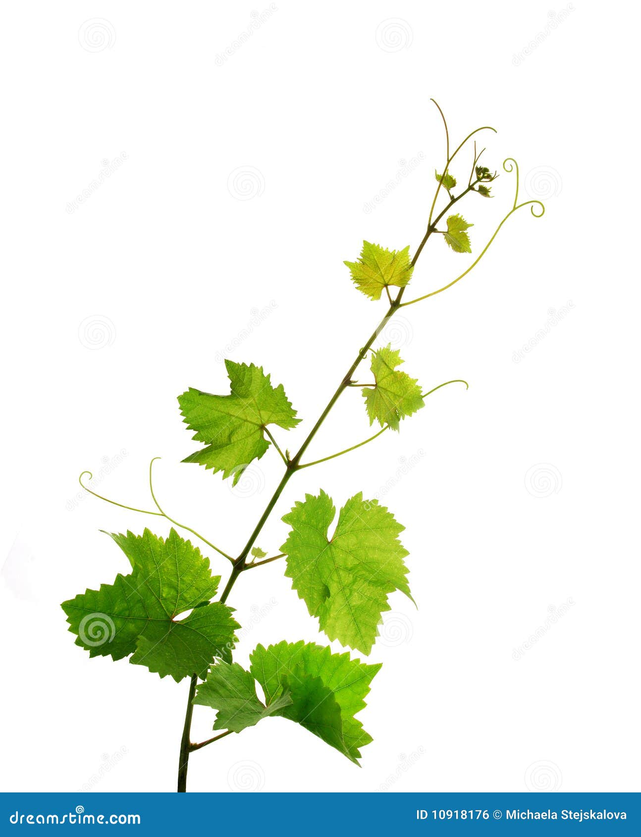 Isolated Grapevine Branch Royalty Free Stock Image - Image: 10918176