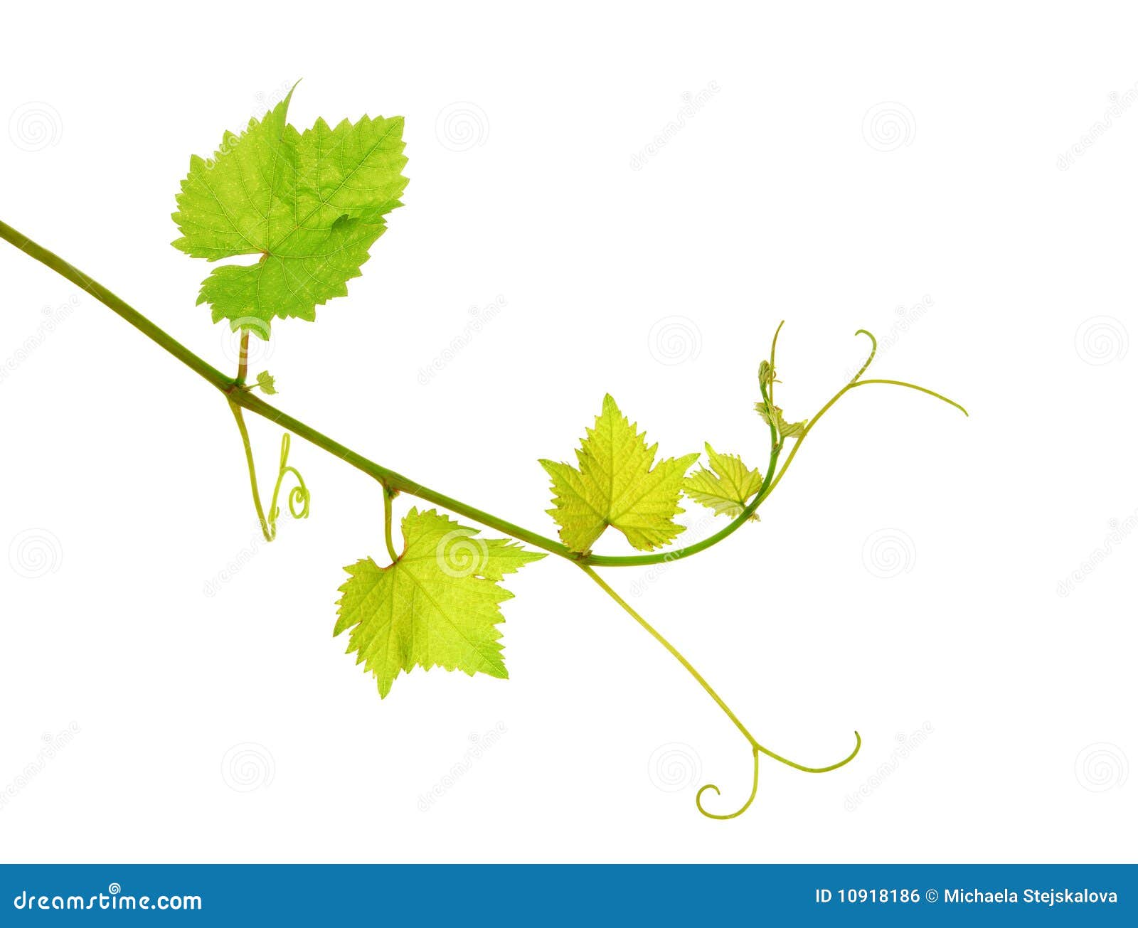 Isolated grapevine shoot stock photo. Image of branches - 10918186