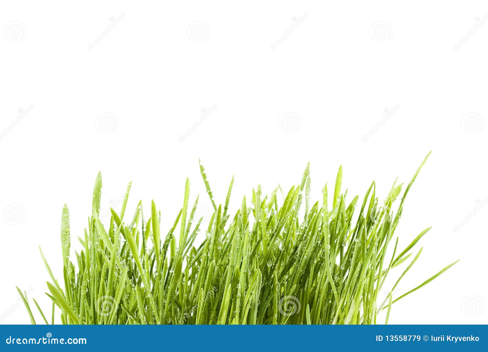 Isolated grass stock image. Image of blade, macro, garden - 13558779