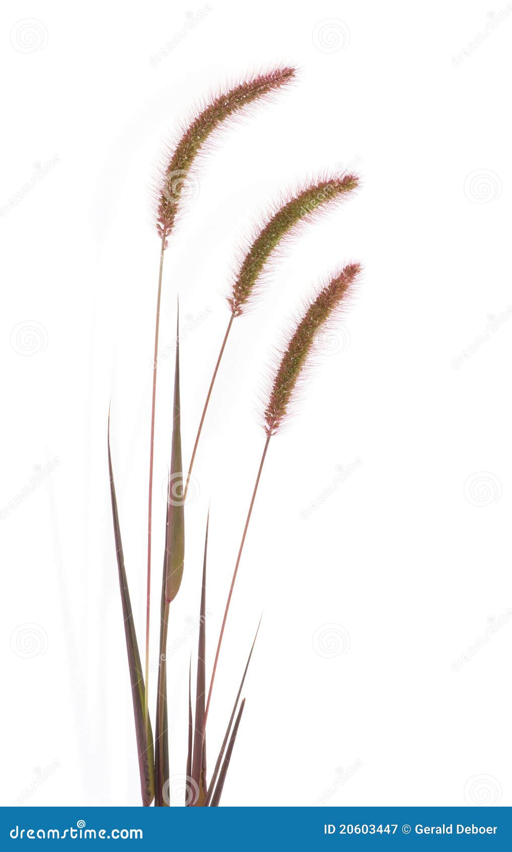 Isolated Grass Stalks stock image. Image of green, graceful - 20603447