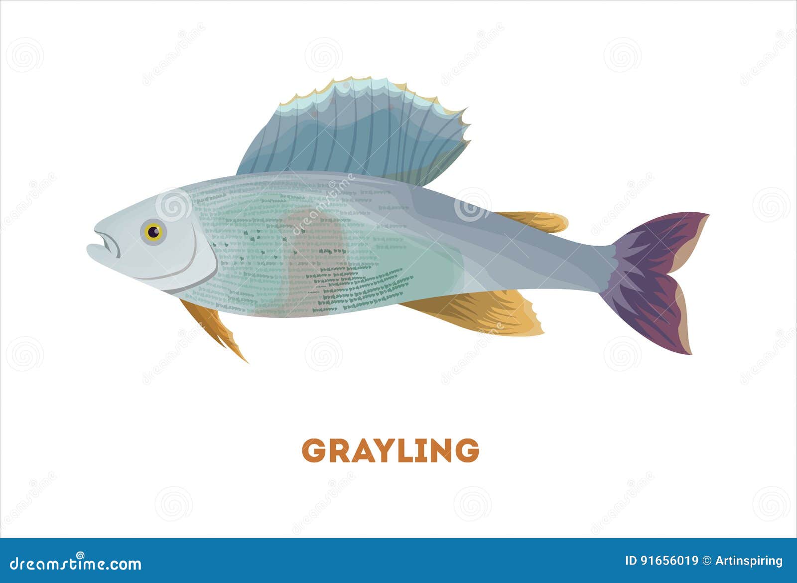 Grayling Fish Vector Illustration Transparent Background Royalty-Free ...