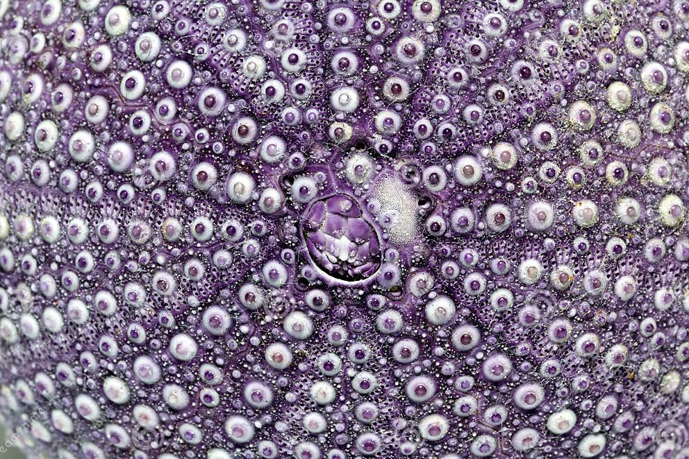 Isolated Great Skeleton of Sea Shell Violet Echinoidea Stock Image ...