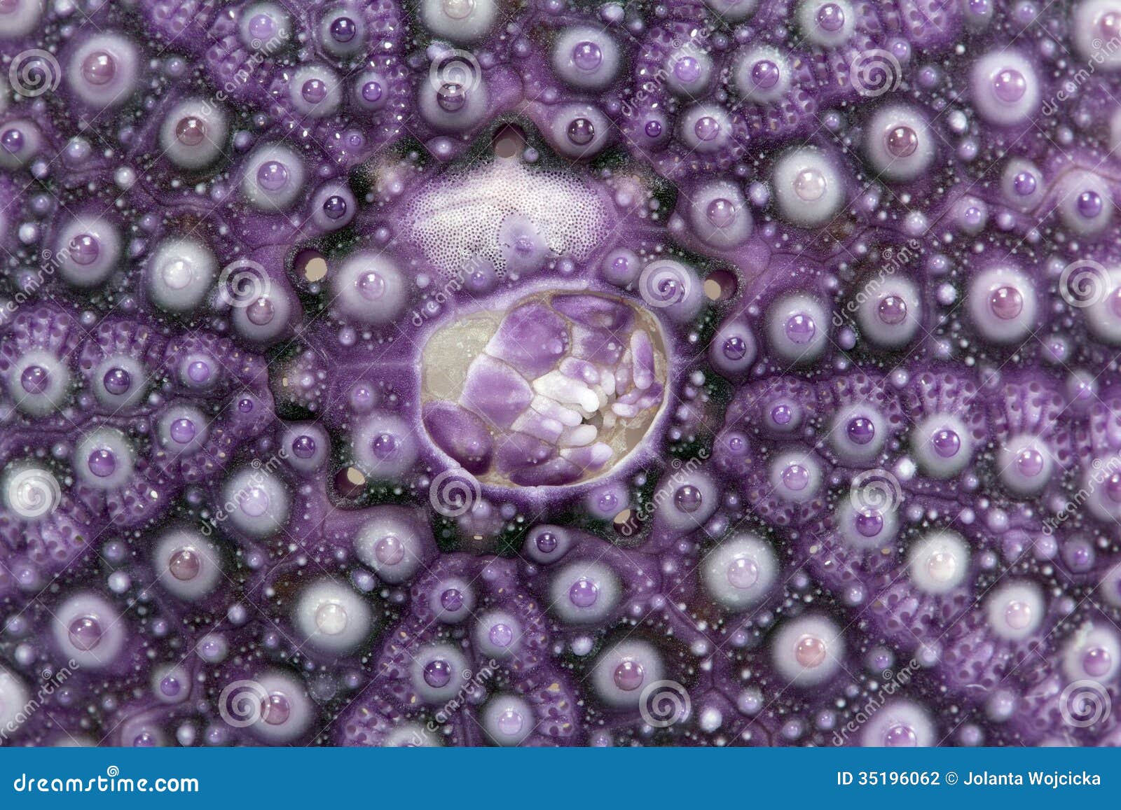 Isolated Great Skeleton of Sea Shell Violet Echinoidea Stock Photo ...