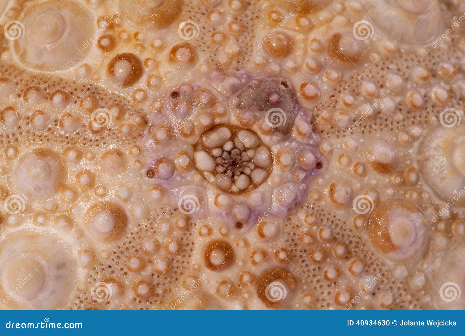 Isolated Great Skeleton of Sea Shell Violet Echinoidea Stock Photo ...