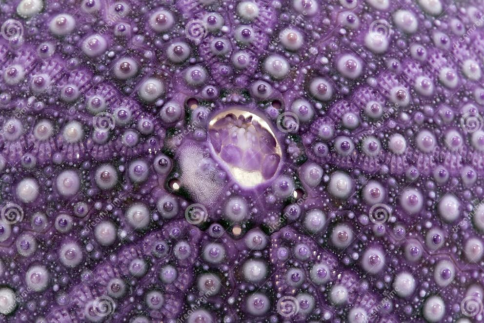 Isolated Great Skeleton of Sea Shell Violet Echinoidea Stock Image ...
