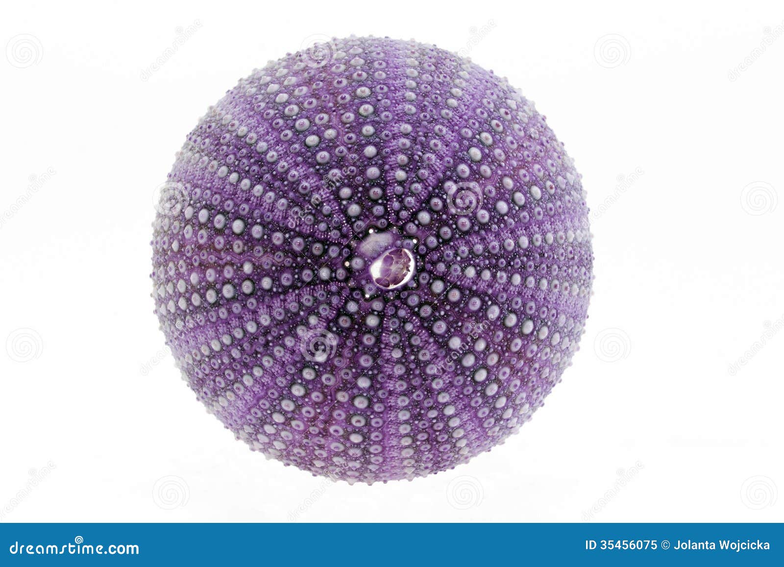 Isolated Great Skeleton of Sea Shell Violet Echinoidea - Macro Stock ...