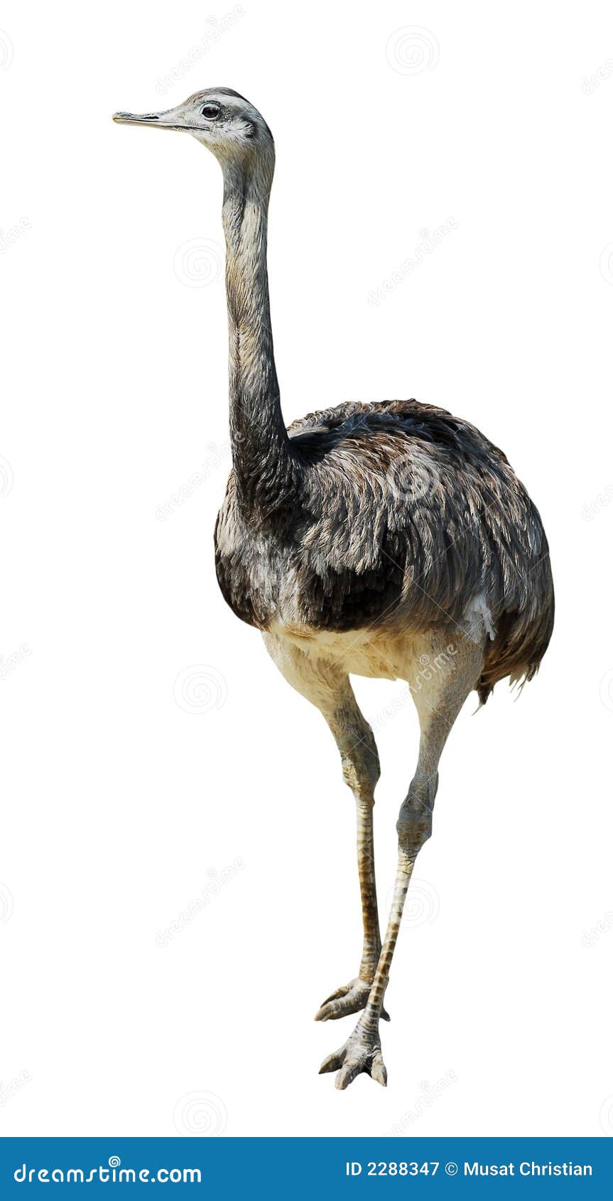 Isolated greater rhea stock image. Image of neck, bill - 2288347