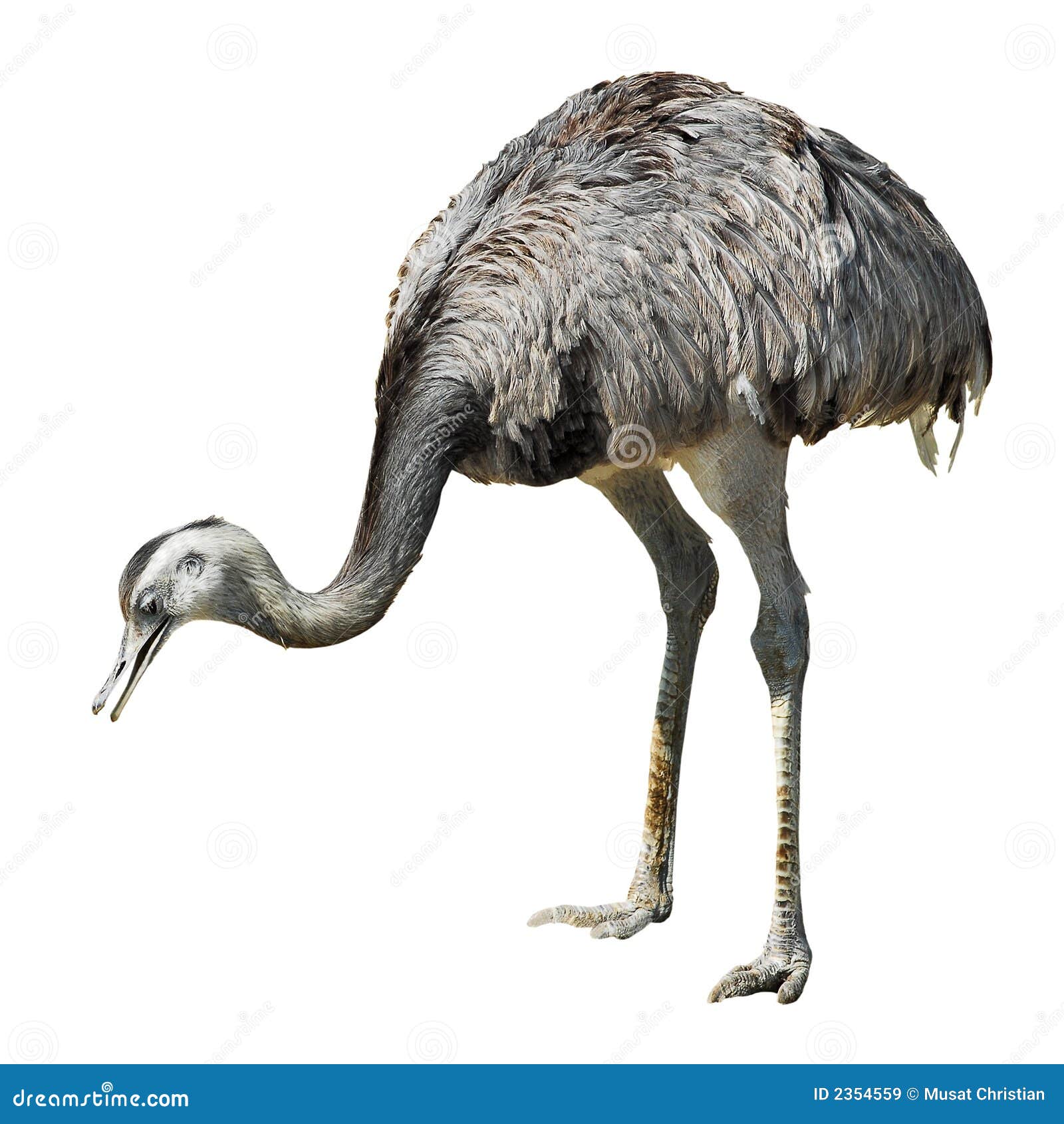 Isolated greater rhea stock image. Image of greater, feather - 2354559