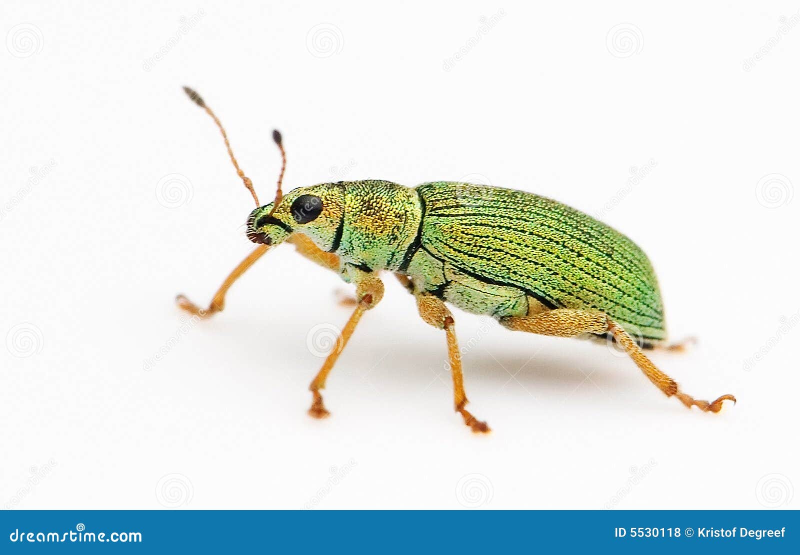 Isolated Green Bug stock photo. Image of isolated, summer - 5530118