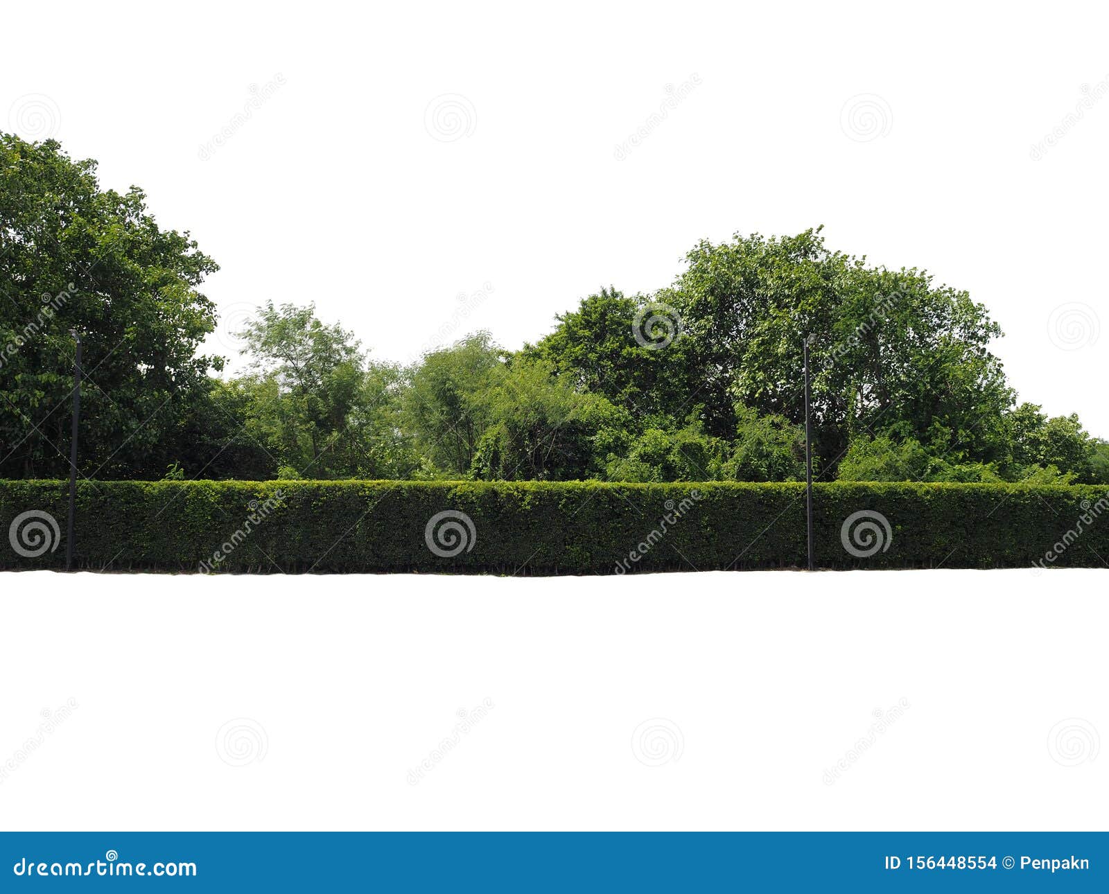 Isolated Green Bush Tree on White Background Stock Photo - Image of ...