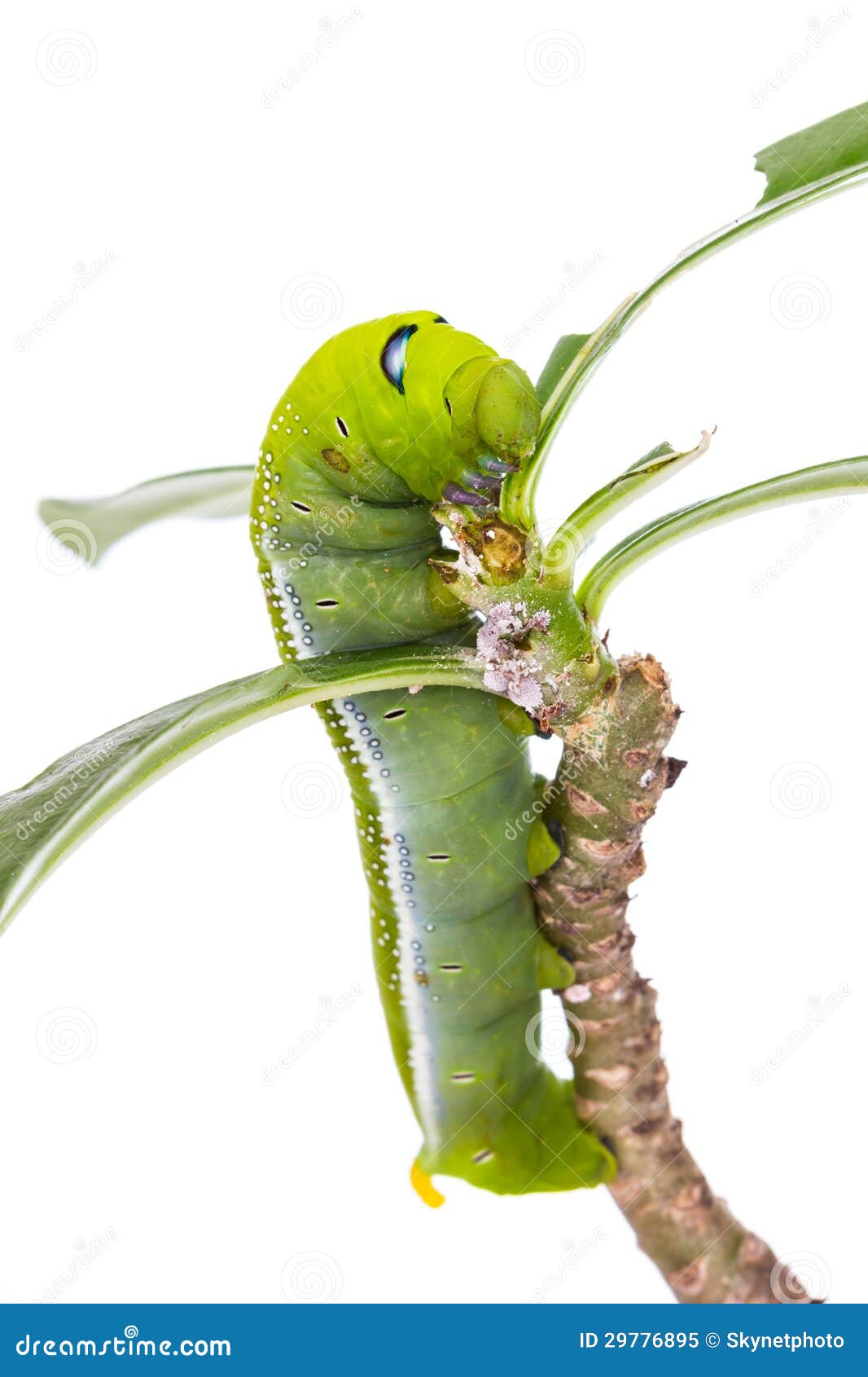 Green caterpillar on tree stock image. Image of luna - 29776895