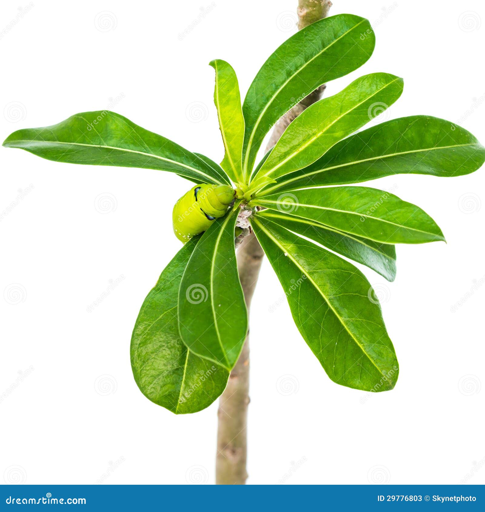 8,361 Green Caterpillar Tree Stock Photos - Free & Royalty-Free Stock ...