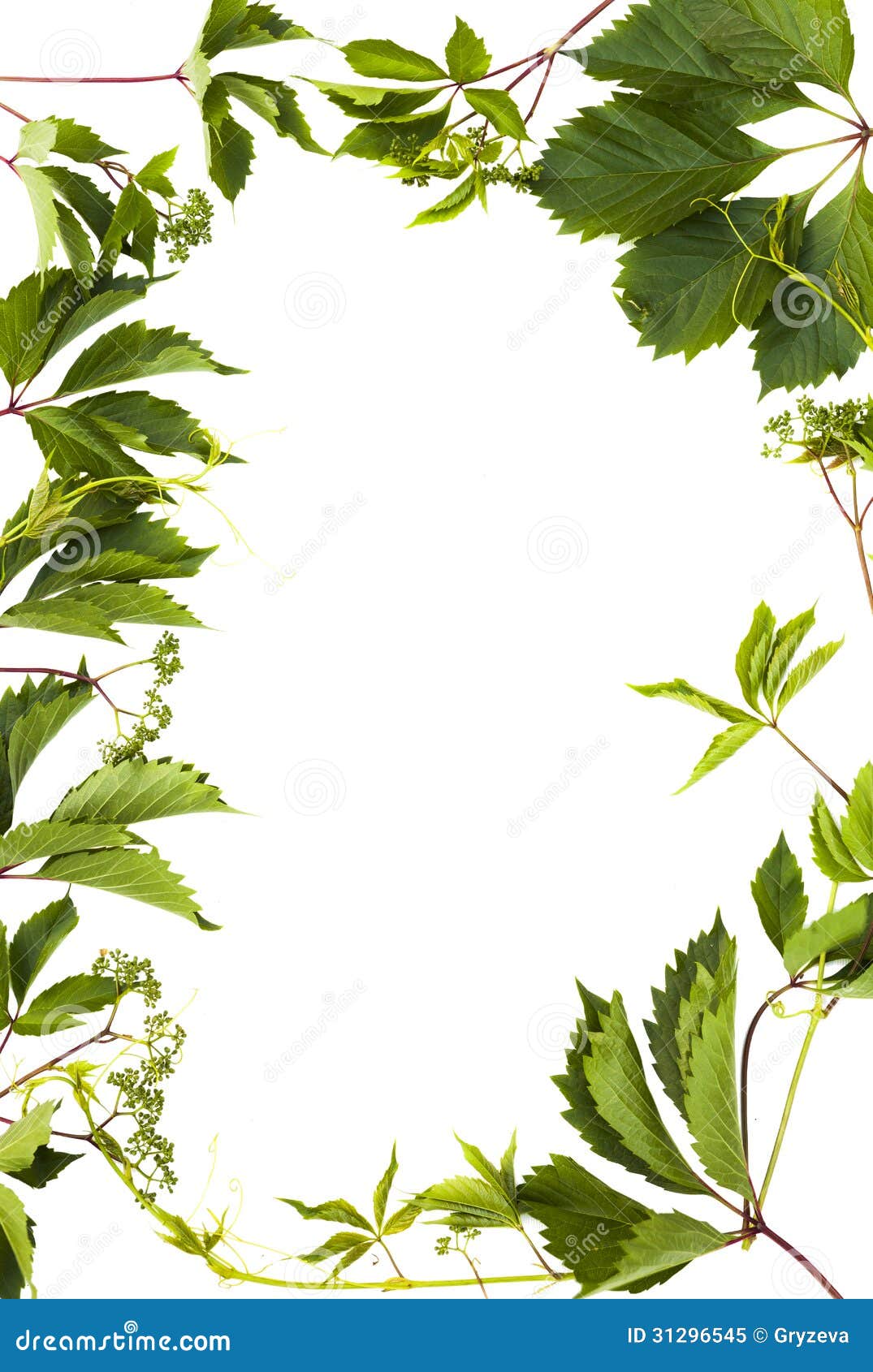 Isolated green foliage stock image. Image of nature, detail - 31296545