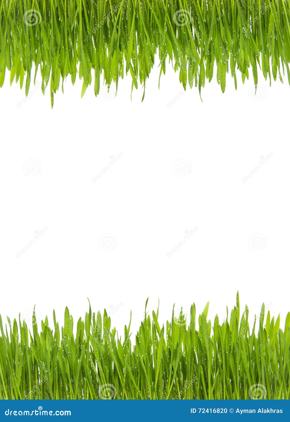 Grass Bottom Border Frame Isolated White Background Photos - Free ...