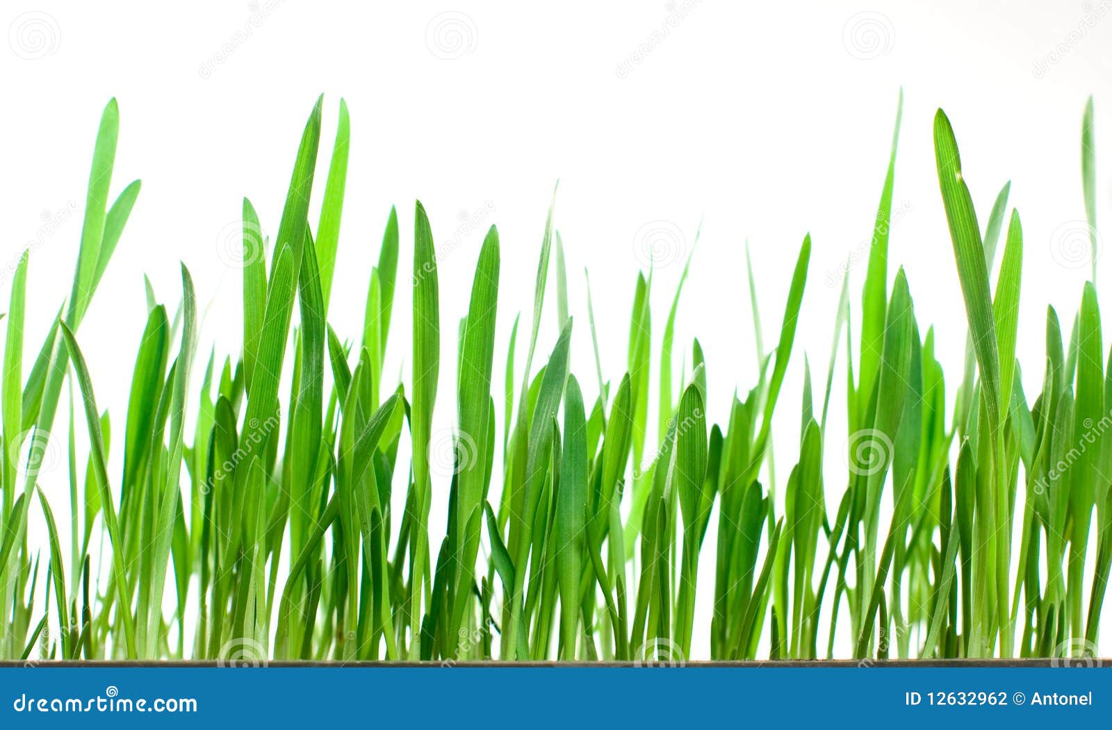 Isolated green grass stock photo. Image of foliage, green - 12632962