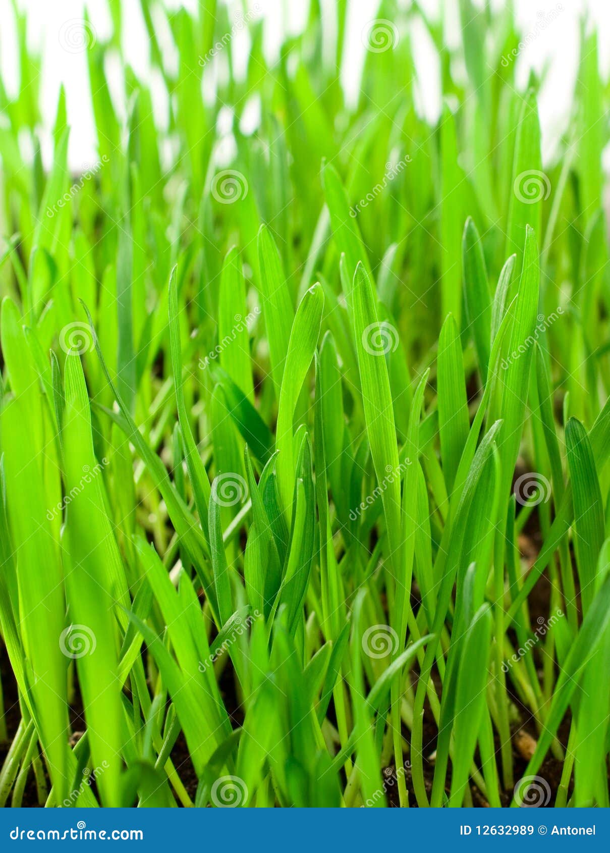 Isolated green grass stock image. Image of grass, isolated - 12632989