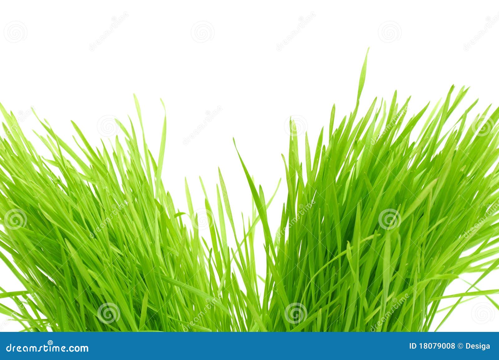 Isolated green grass stock photo. Image of base, farm - 18079008