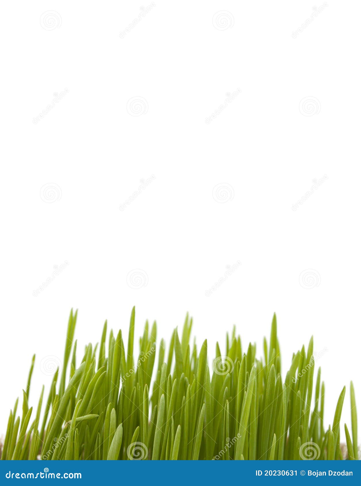 Isolated green grass stock image. Image of natural, lawn - 20230631