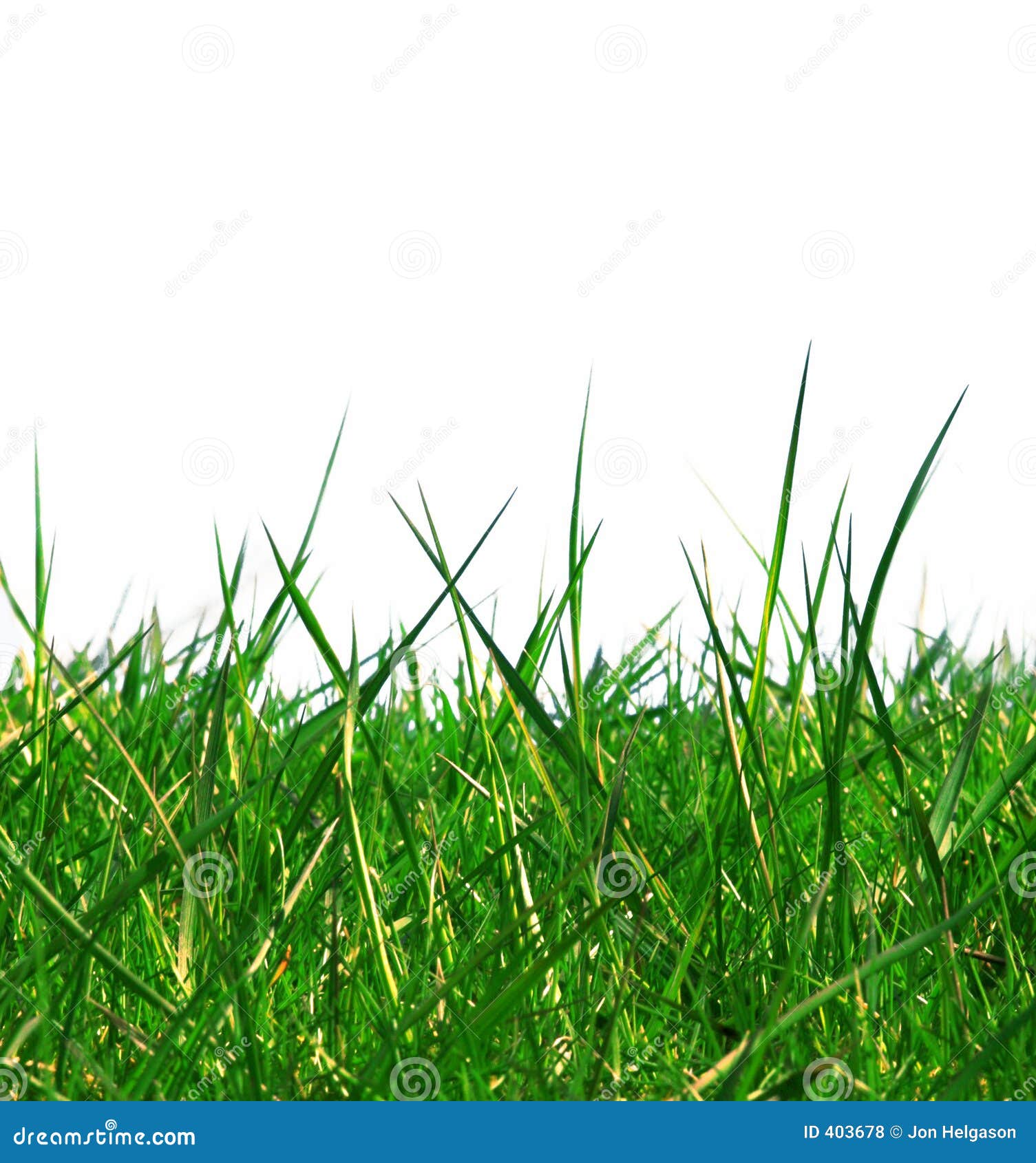 Isolated green grass stock photo. Image of isolated, summer - 403678