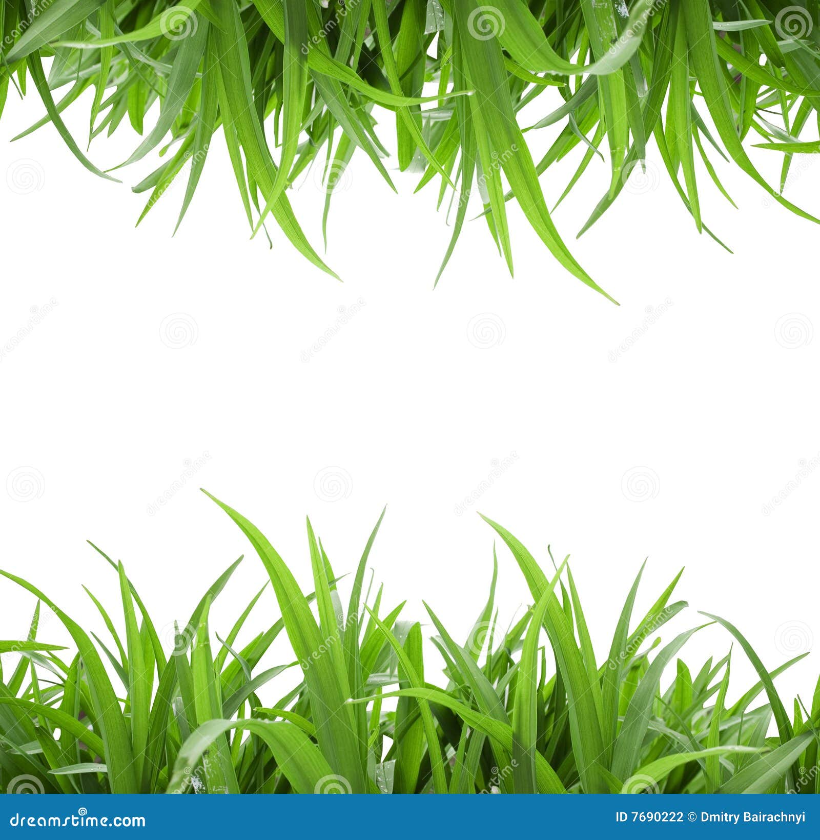 Isolated green grass stock photo. Image of environmental - 7690222