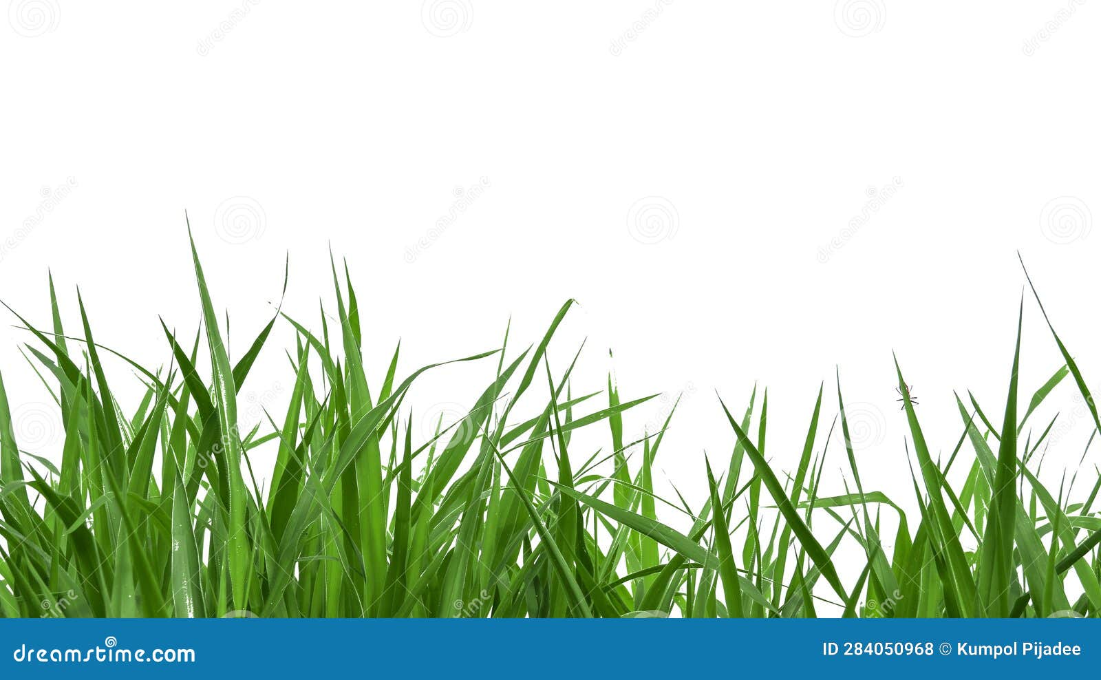 Isolated Green Grass with Clipping Paths for Various Cards Background ...
