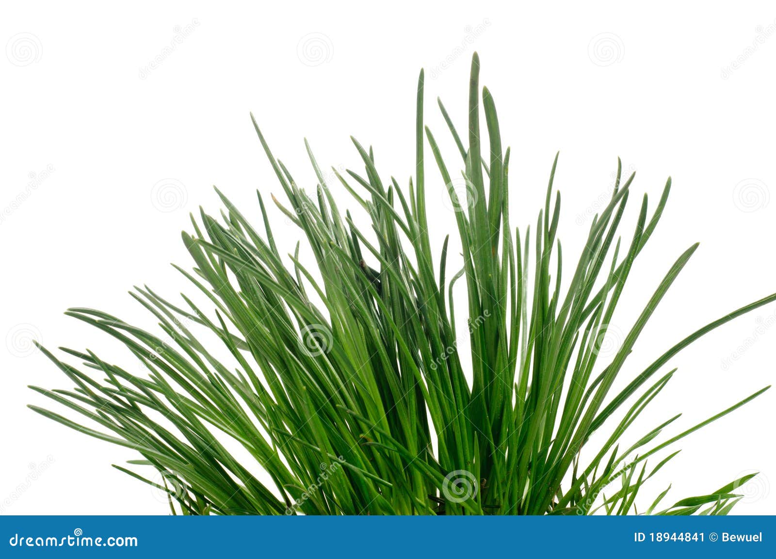 Grass White Background
