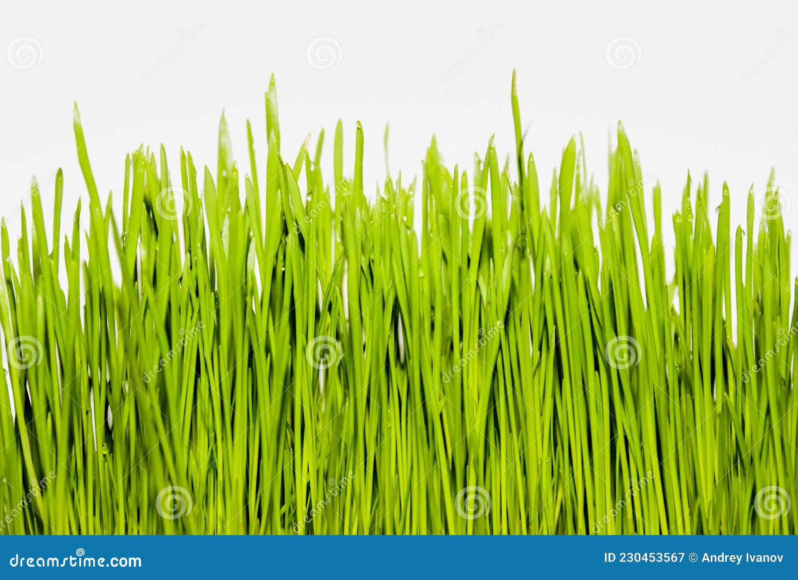 Isolated Green Grass on a White Background. Stock Image - Image of ...