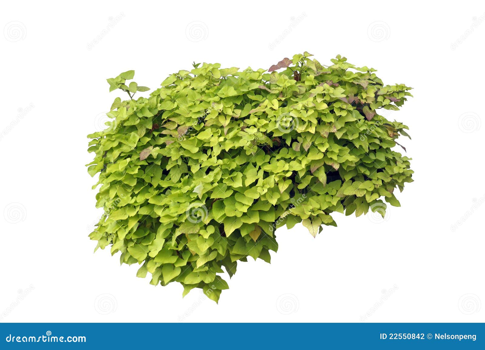 Isolated Green Ivy on White Background Stock Photo - Image of fresh ...