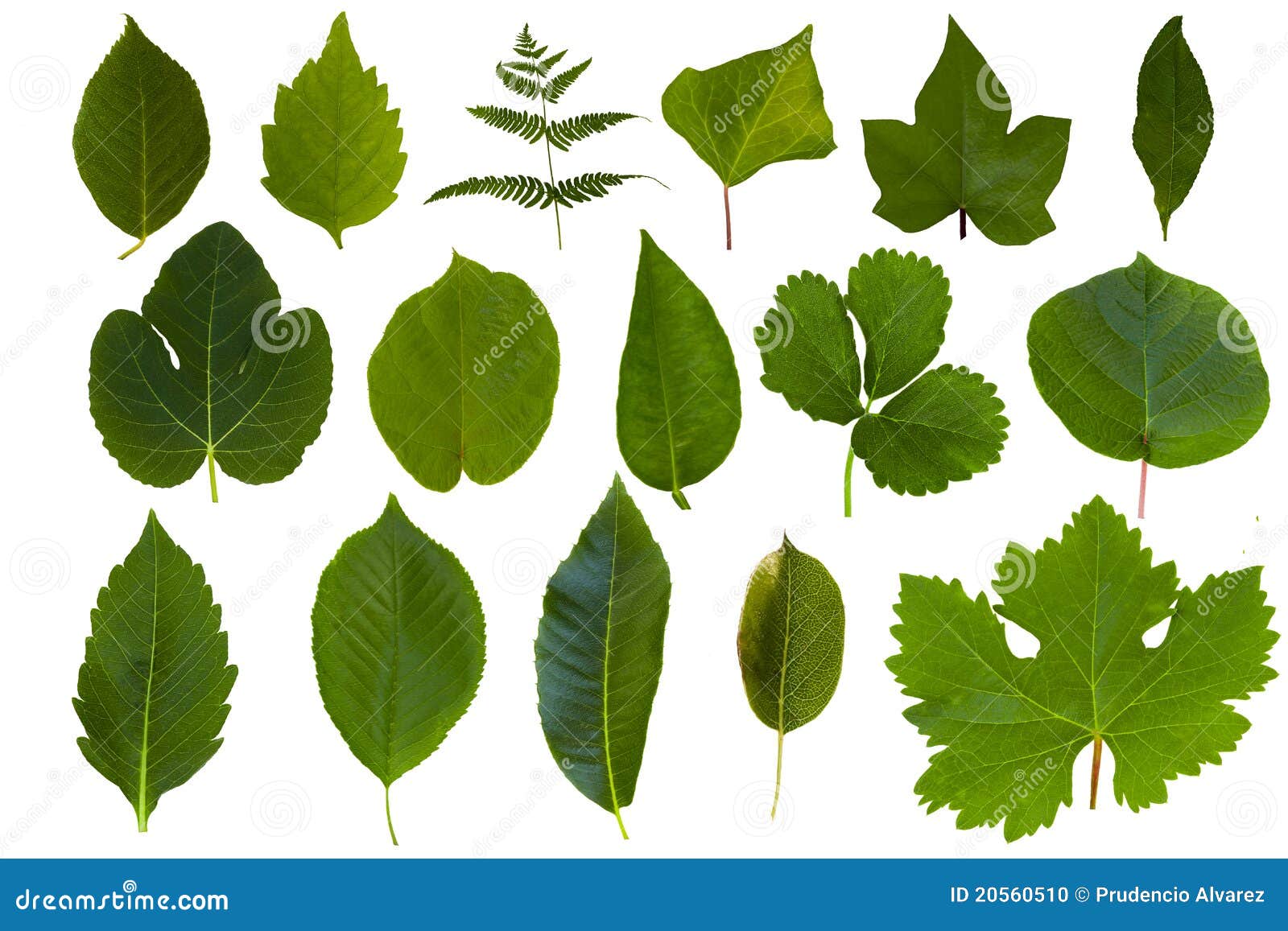 Isolated Green Leaf Collection Stock Photo - Image of element, mountain ...