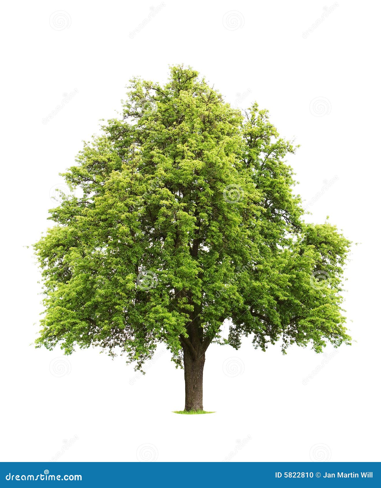 Isolated green lush tree stock photo. Image of summer - 5822810