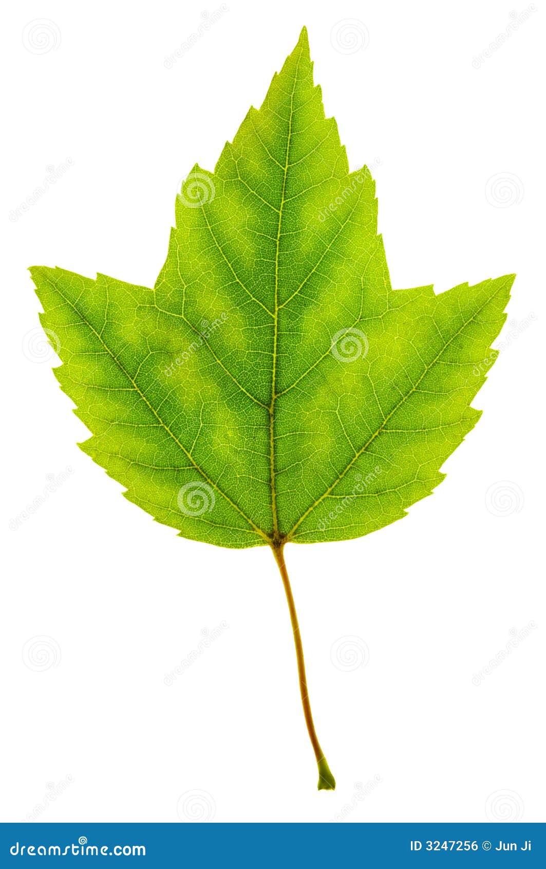 Isolated green maple leaf stock photo. Image of leaf, macro - 3247256 Isolated green maple leaf stock photo. Image of leaf, macro - 3247256